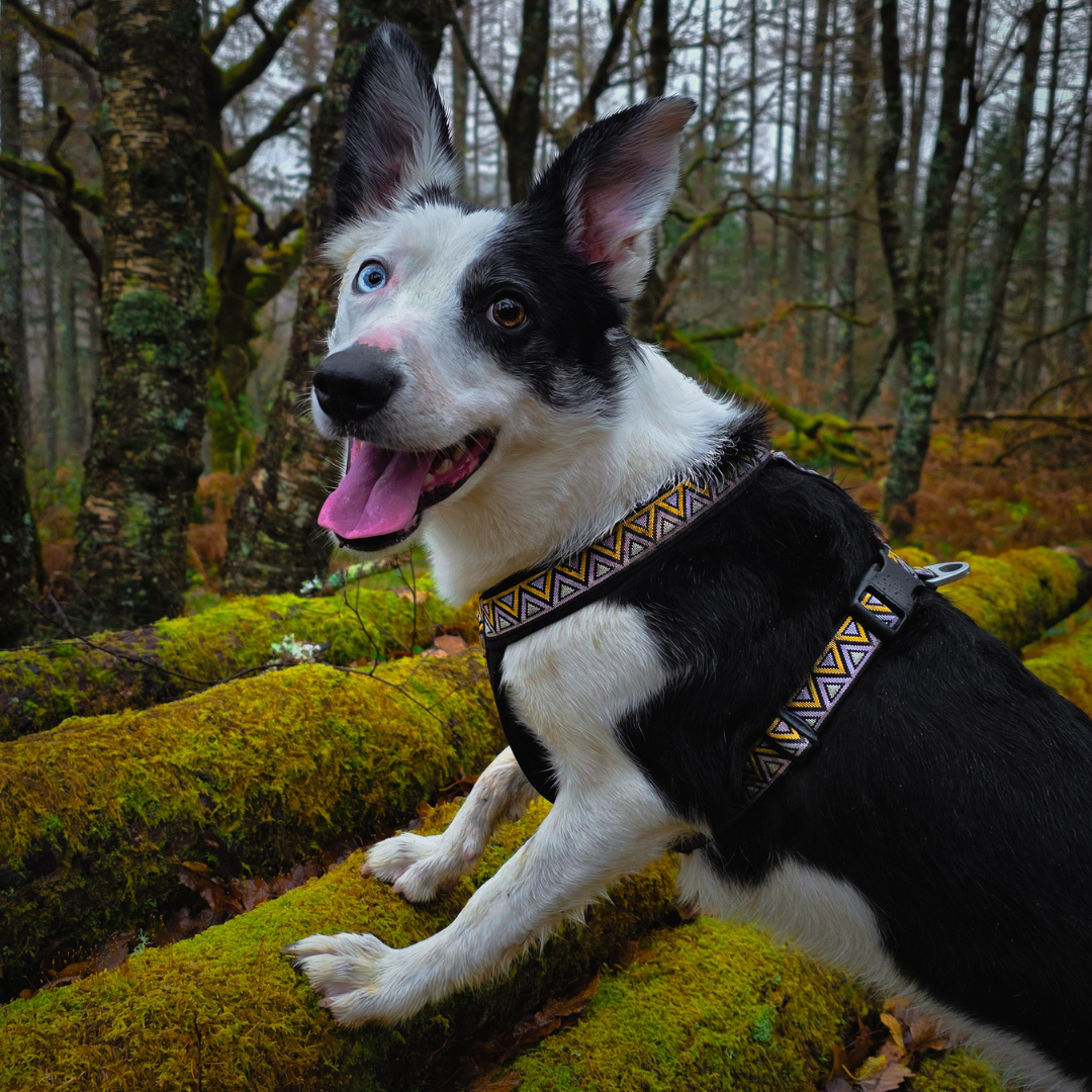 GO-CEE-Y | Dog Harness | Erysimum – Neerdog