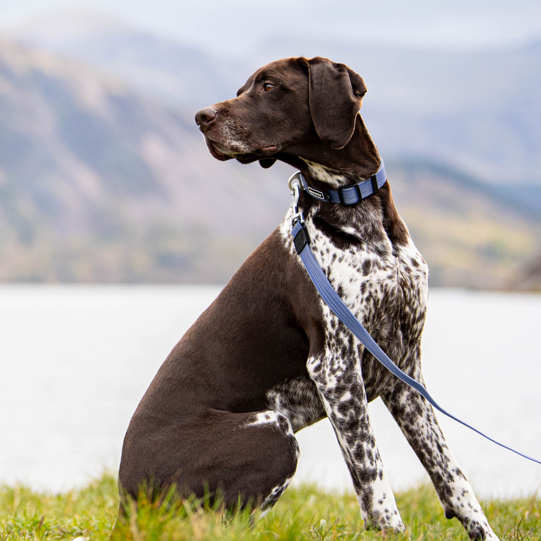 The Feel Good Dog Kit, For The Feel Good Moments – Neerdog